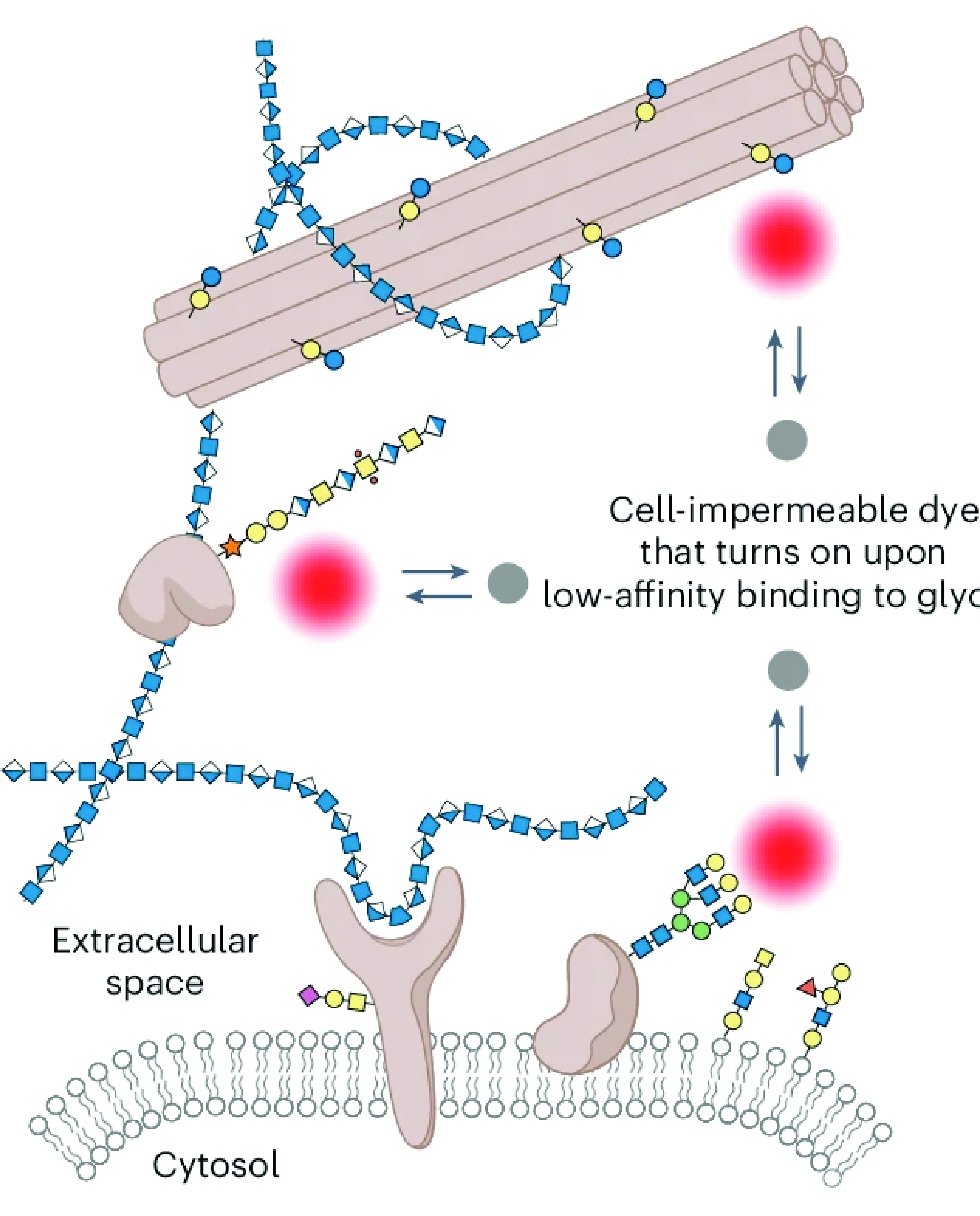 Live imaging of the extracellular matrix with a glycan-binding ...