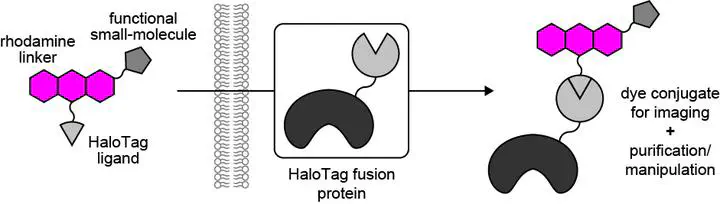 Optimizing multifunctional fluorescent ligands for intracellular ...